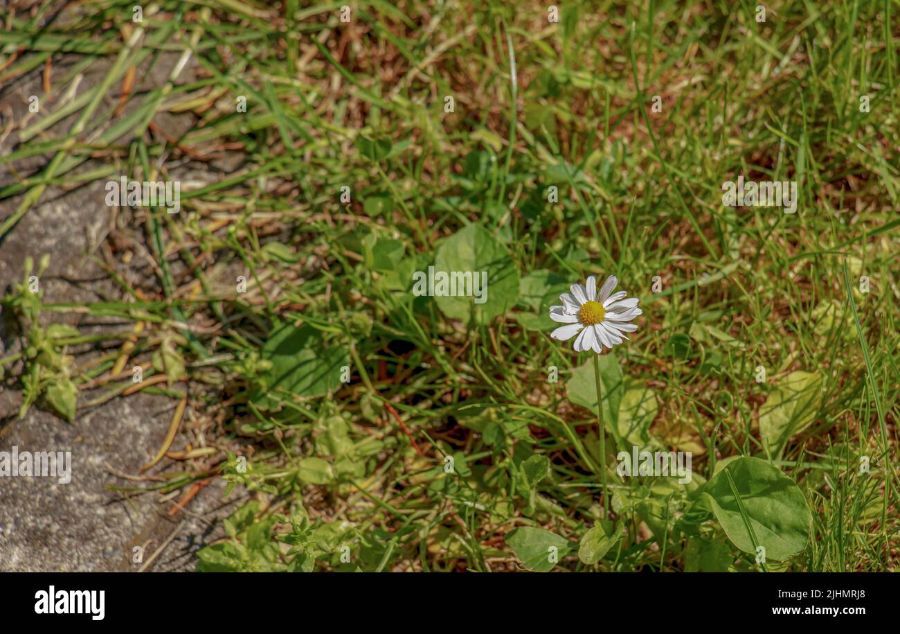 Chamomile flower field. Chamomile pharmacy (otherwise Matricaria ...