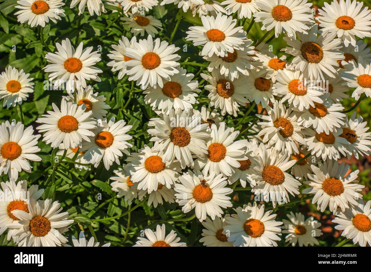 Chamomile flower field. Chamomile pharmacy (otherwise Matricaria ...