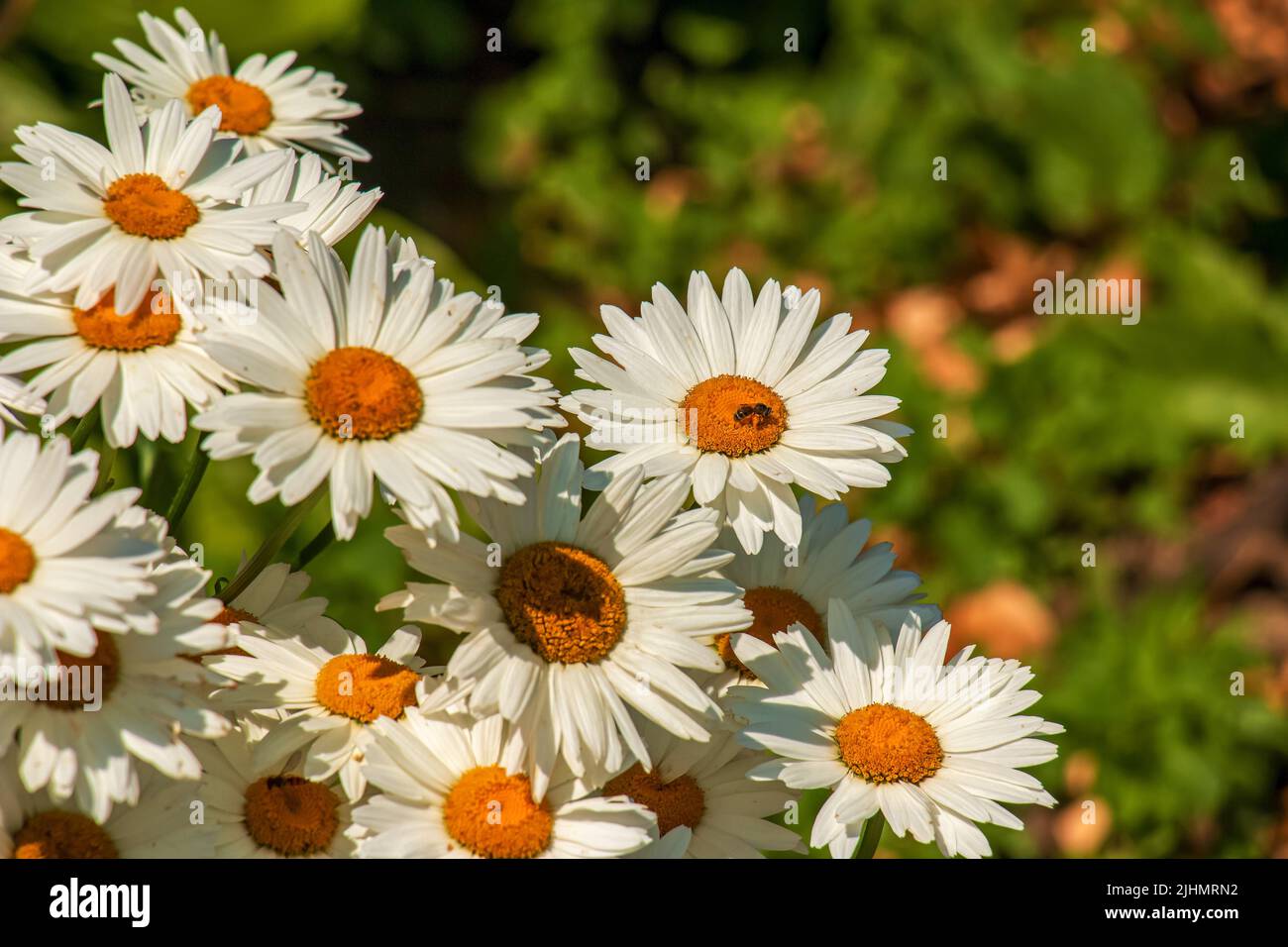 Camila flower hi-res stock photography and images - Alamy