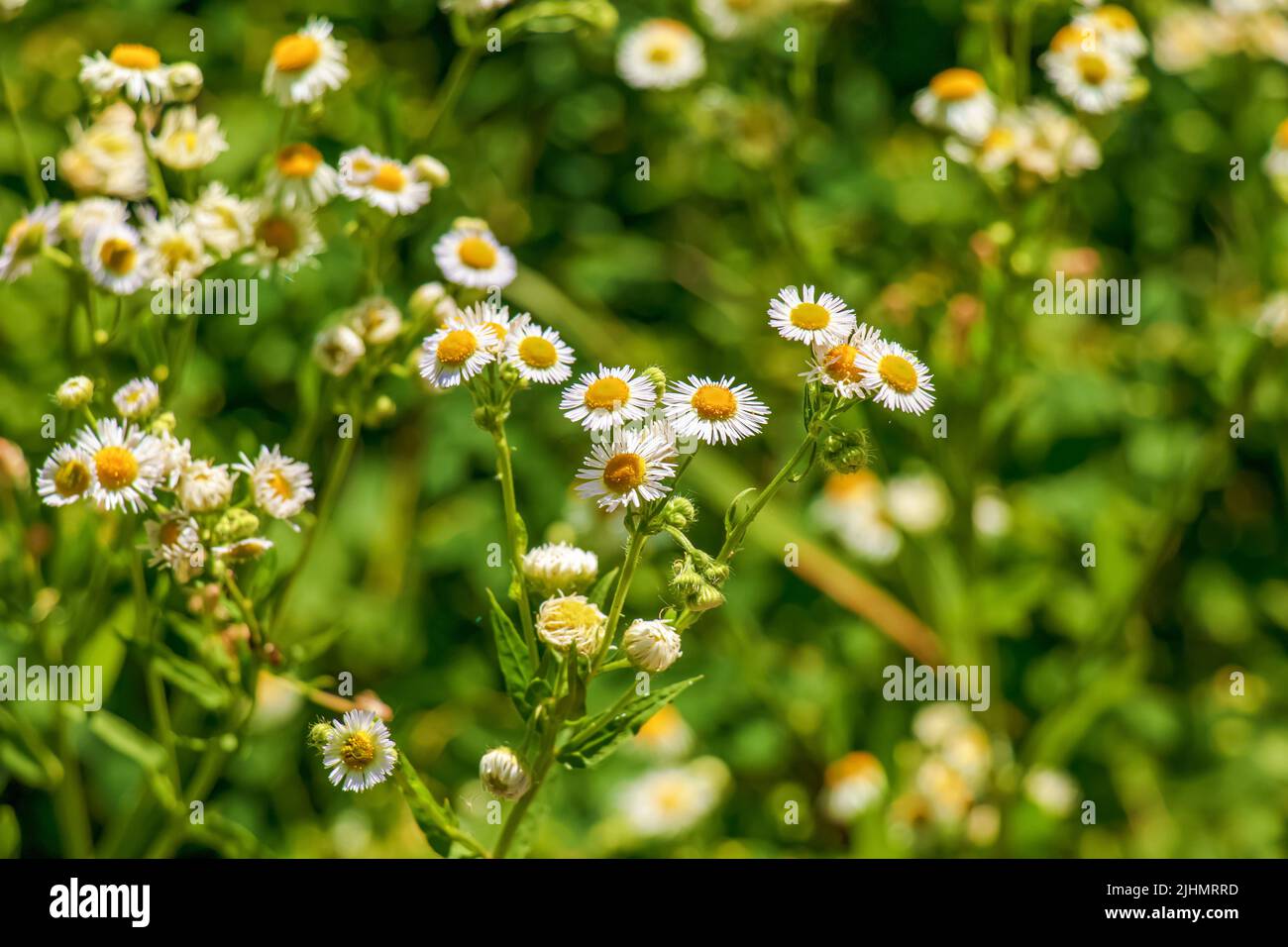 Camila flower hi-res stock photography and images - Alamy