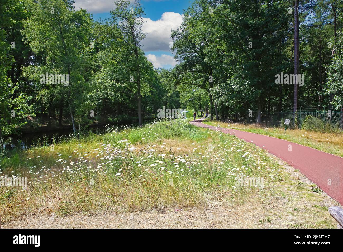 Beautiful idyllic red cycling bike path through green forest along ...