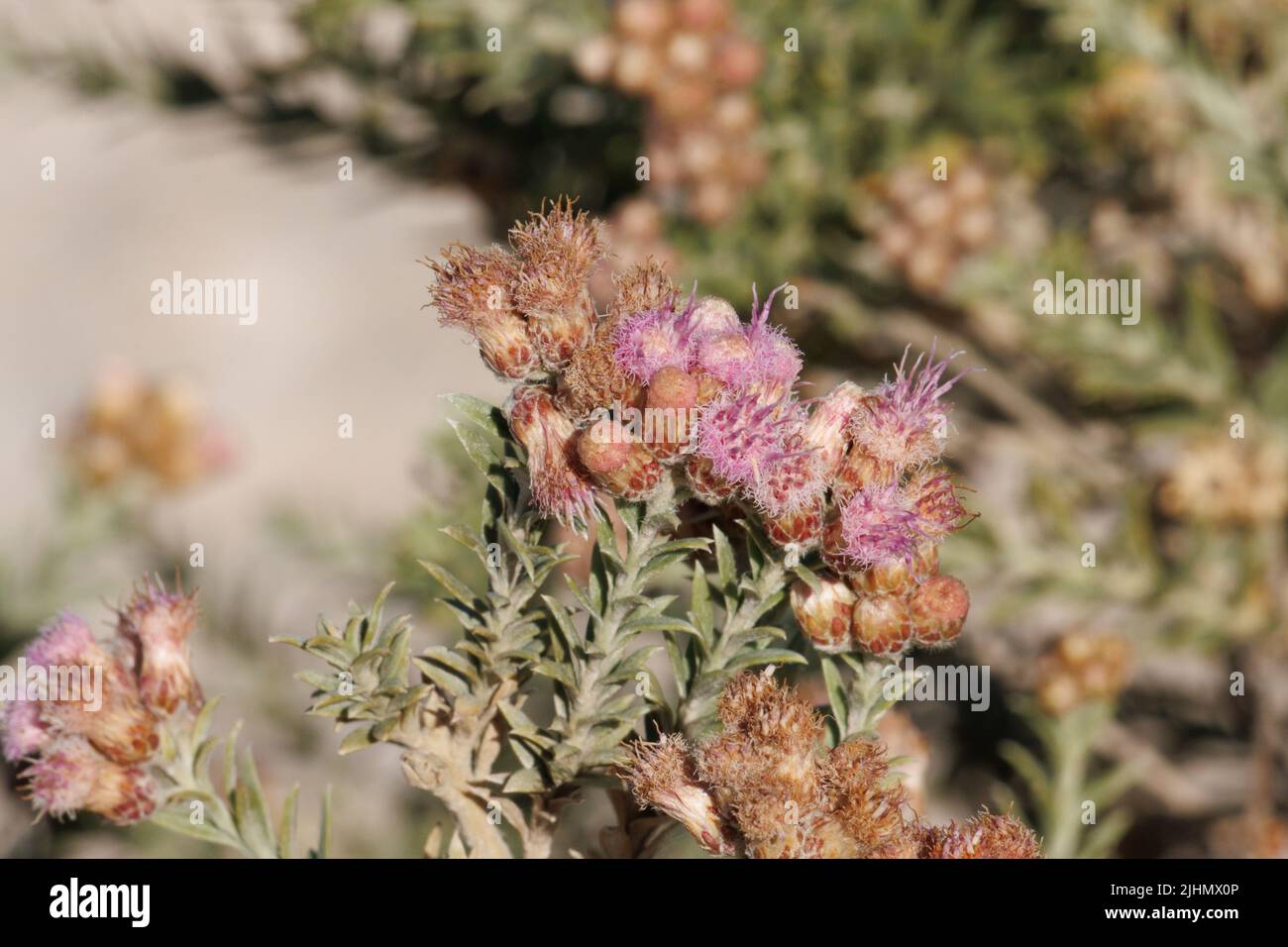Pink flowering racemose disciform head inflorescences of Pluchea ...