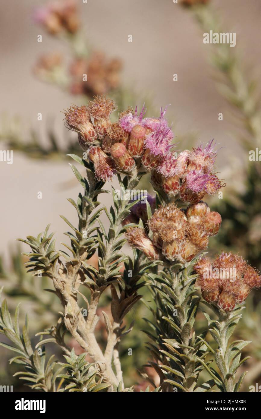 Pink flowering racemose disciform head inflorescences of Pluchea ...