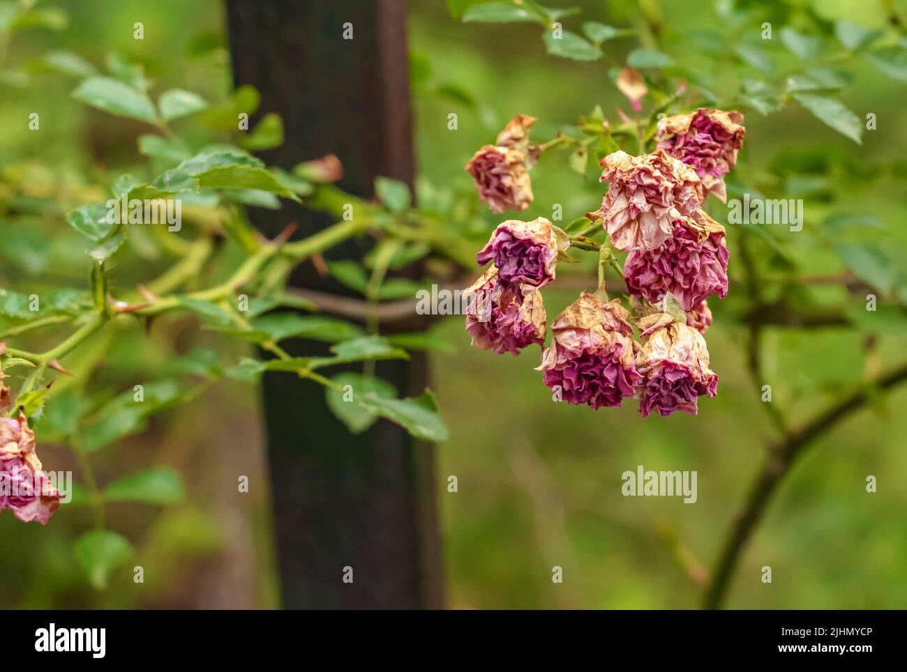 Fading rose in the garden. Withering. Roses with withered petals Stock ...