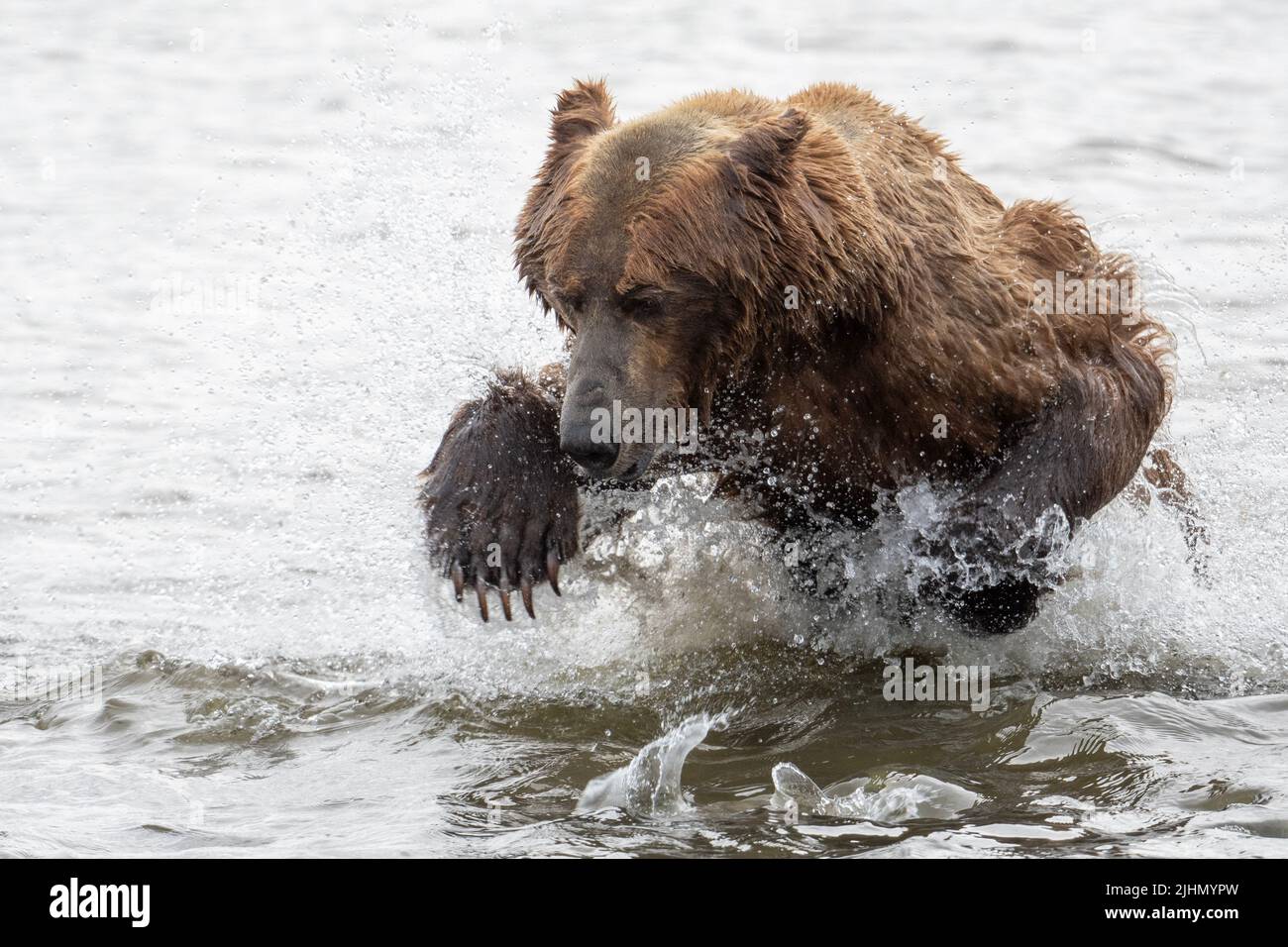 Alaskan brown bear lunging in an attempt to catch salmon at Mikfik ...