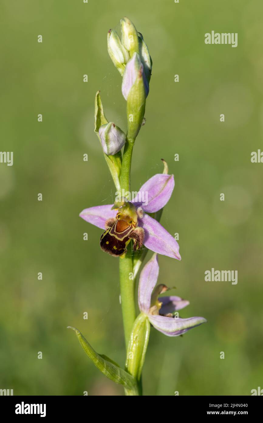 Close up of a bee orchid (ophrys apifera) flower in bloom Stock Photo ...