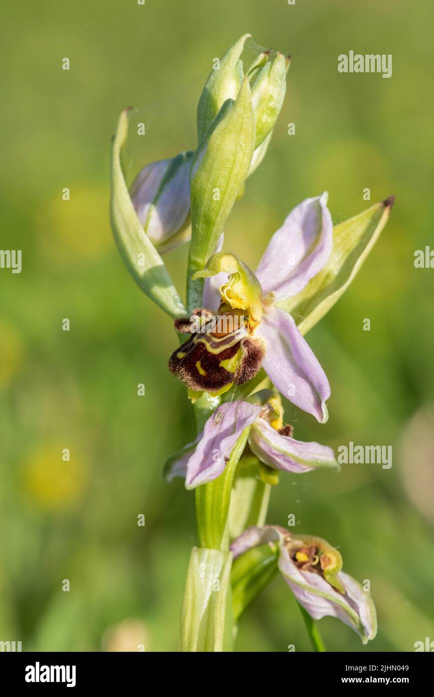 Close up of a bee orchid (ophrys apifera) flower in bloom Stock Photo ...