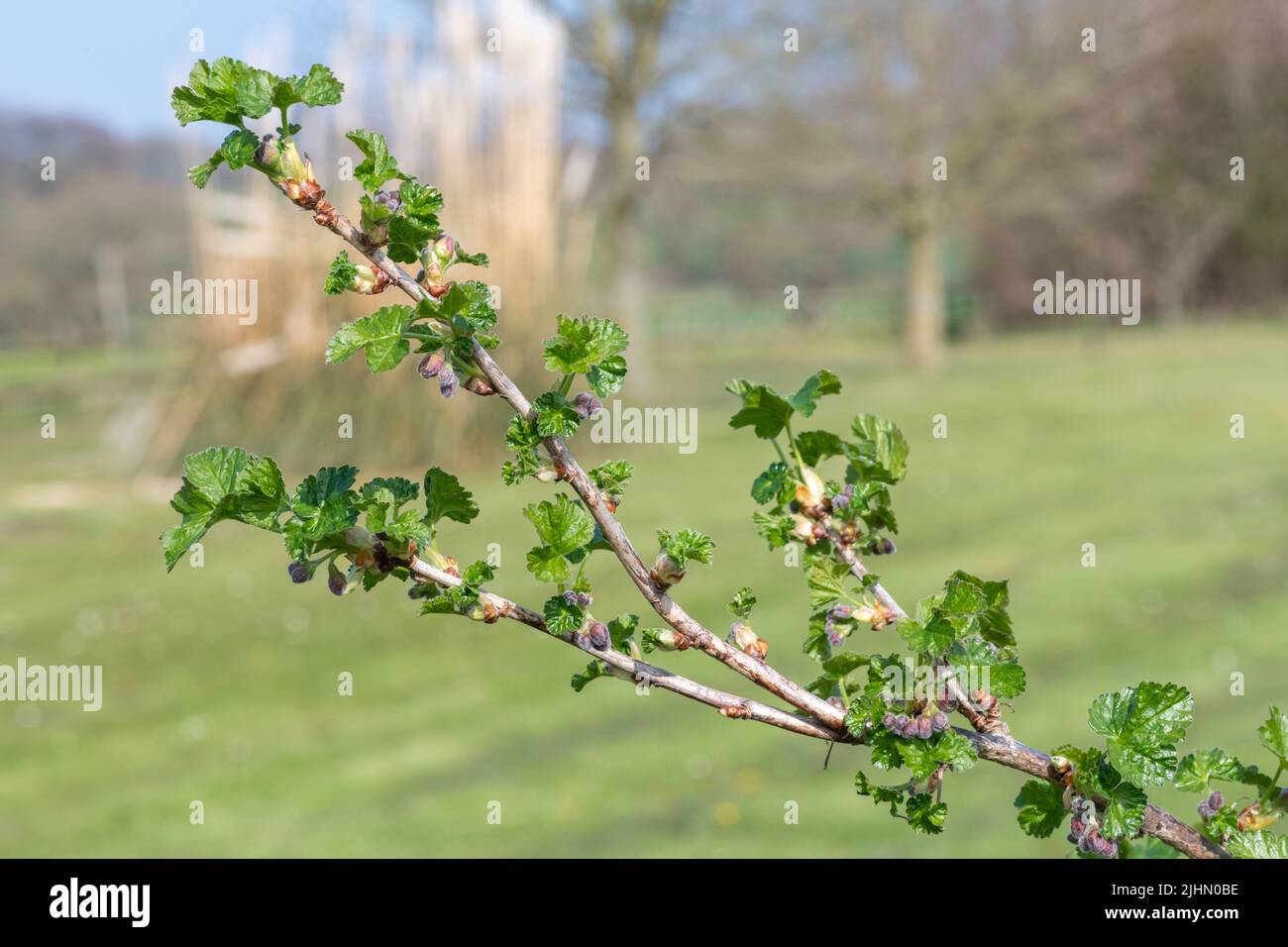 Close up of European gooseberry (ribes uva-crispa) buds emerging into ...