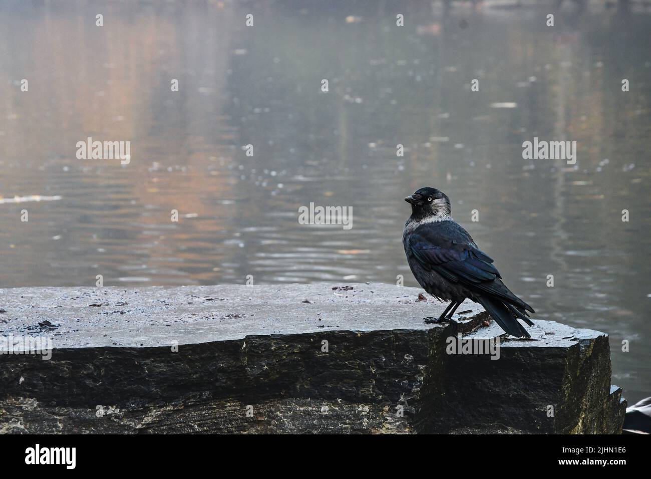 Photo of a black crow bird near a lake during autumn Stock Photo - Alamy