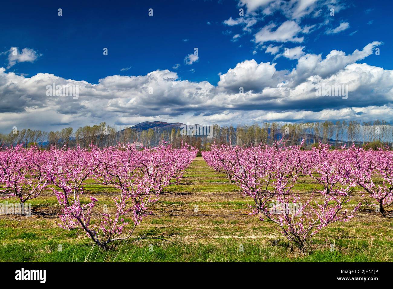 Peach trees in blossom close to Giannitsa town, Pella, Macedonia ...