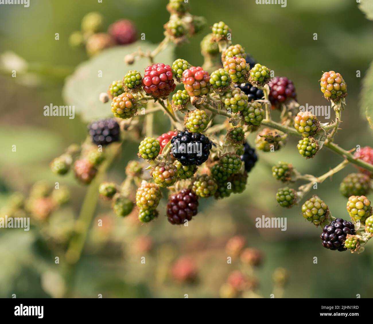 Ripe, ripened and unripe blackberries (Rubus fruticosus) in the wild ...