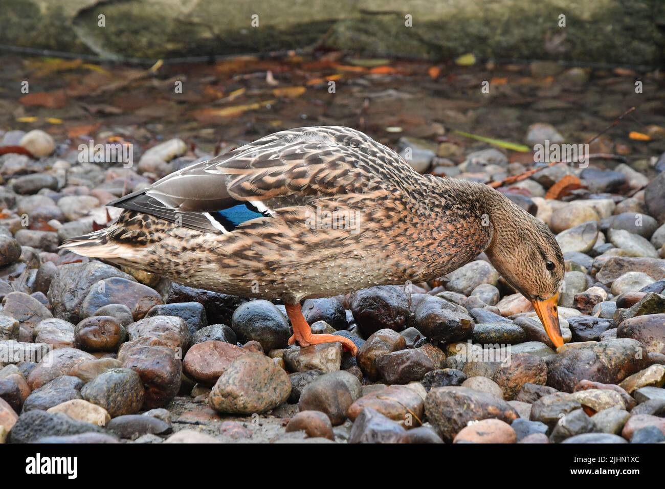Photo of a duck near a lake during autumn Stock Photo - Alamy