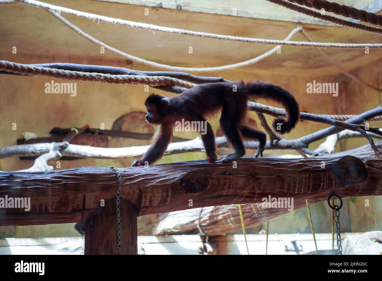 Capuchin monkey taking a walk on a branch of a tree belongs to the ...