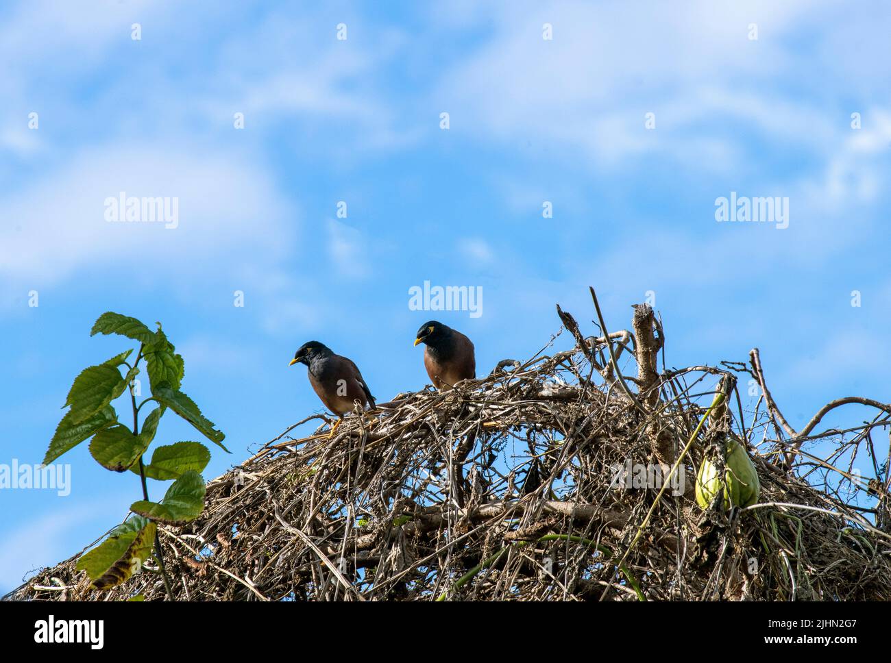 Two Australian Common Mynas (Acridotheres tristis) on the branch of a ...