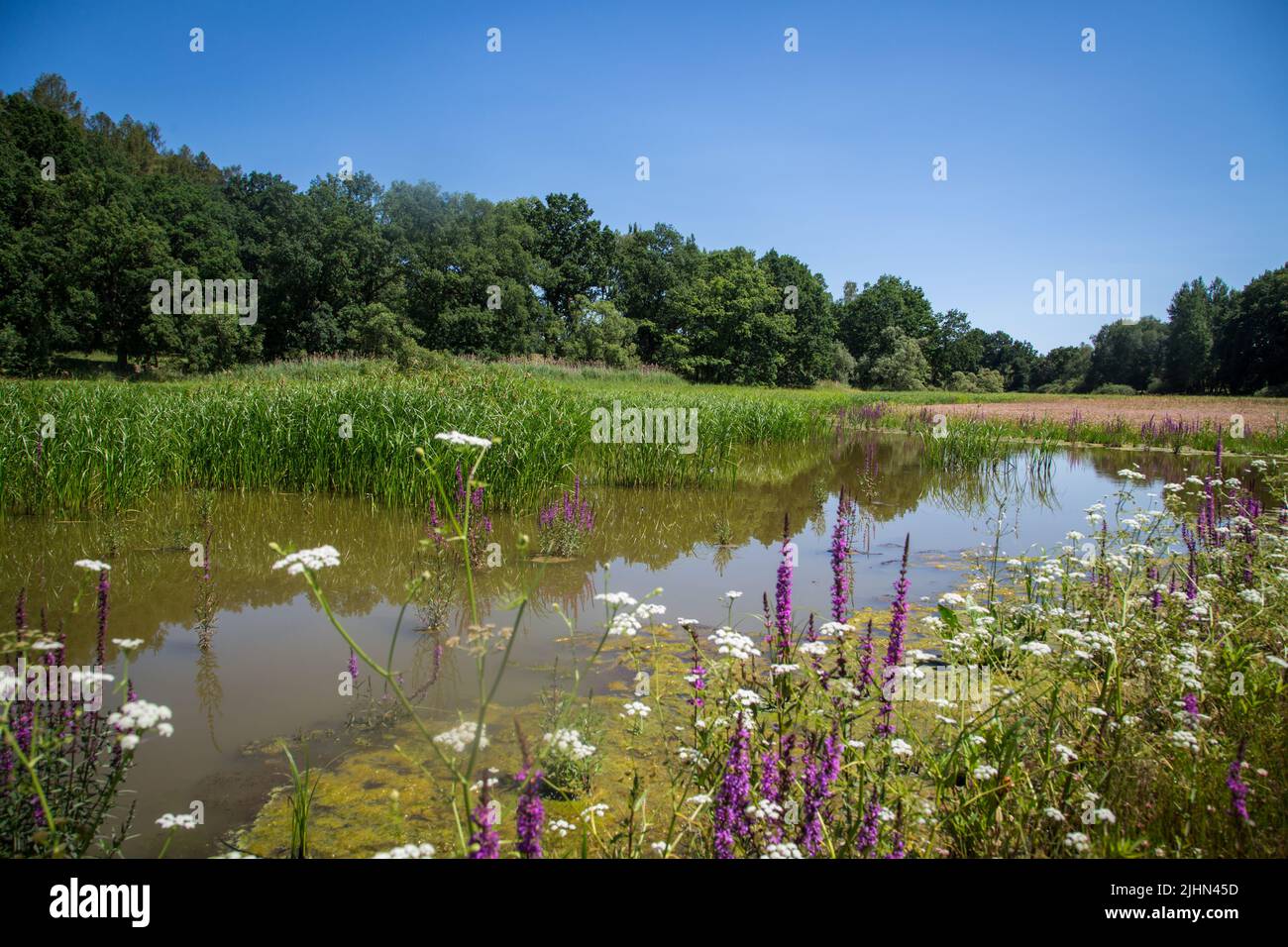 Žárský rybník, lake in Žár, Czech Republic Stock Photo - Alamy