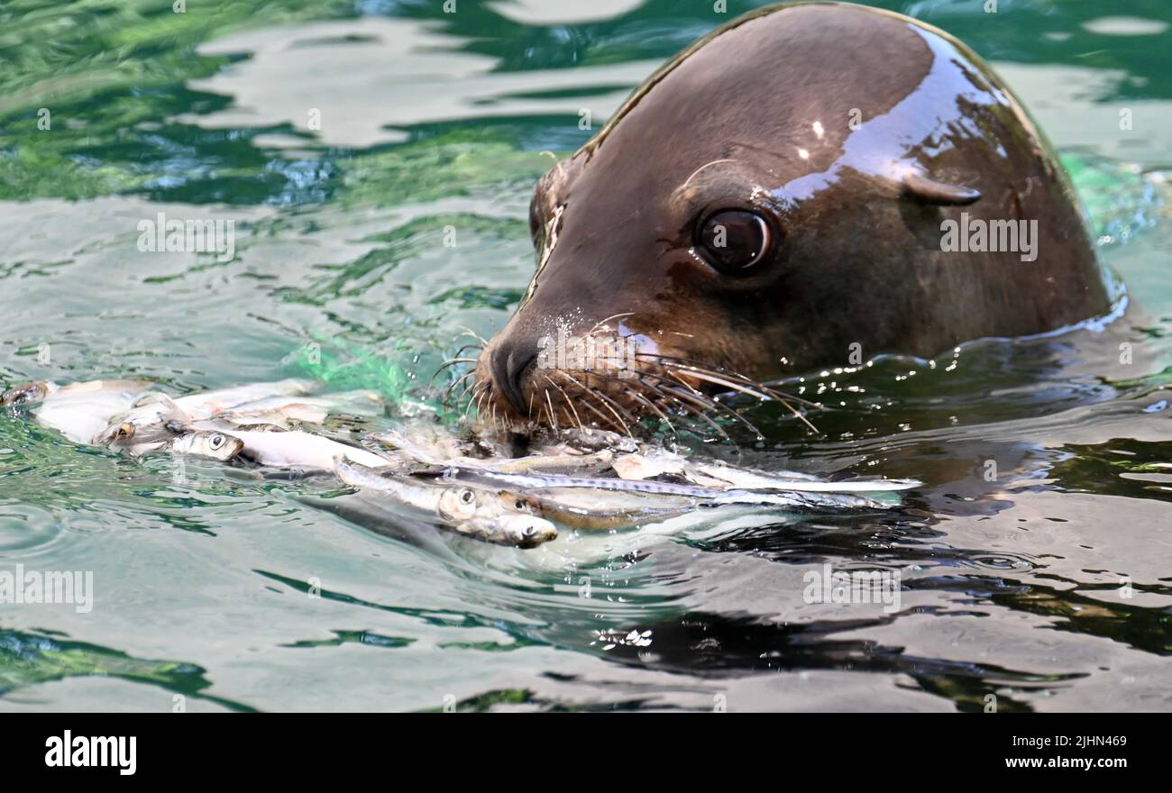 Rome, Italy. 19th July, 2022. A sea lion eats iced treats with fish ...