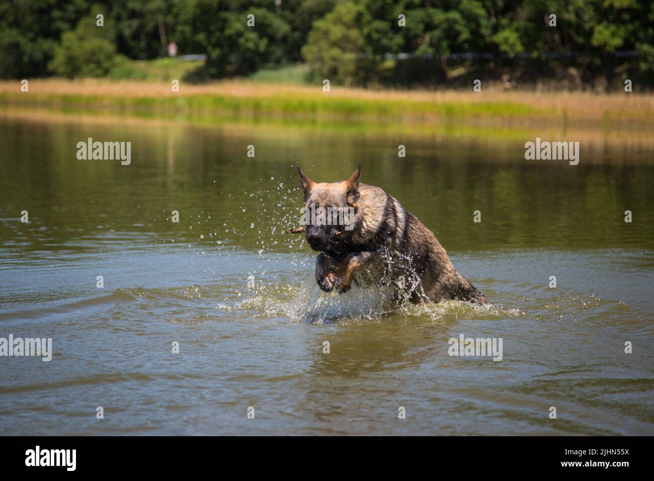 German Shepherd Dog playing in the lake, Czech Republic Stock Photo - Alamy