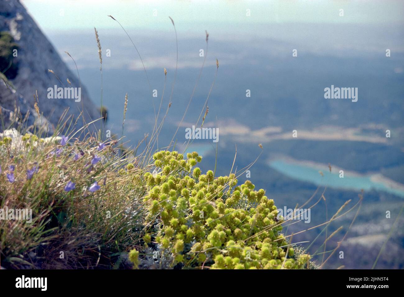 Mountain flora, Mont St. Victoire, Provence Stock Photo - Alamy