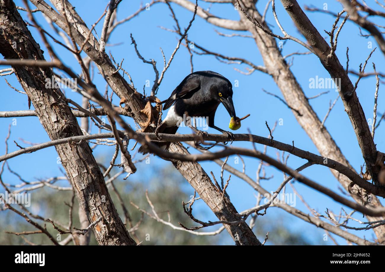 Australian bird eating fruit on tree hi-res stock photography and images - Alamy