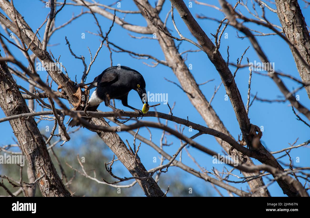 Australian bird eating fruit on tree hi-res stock photography and images - Alamy