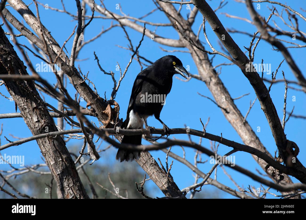Australian bird eating fruit on tree hi-res stock photography and images - Alamy