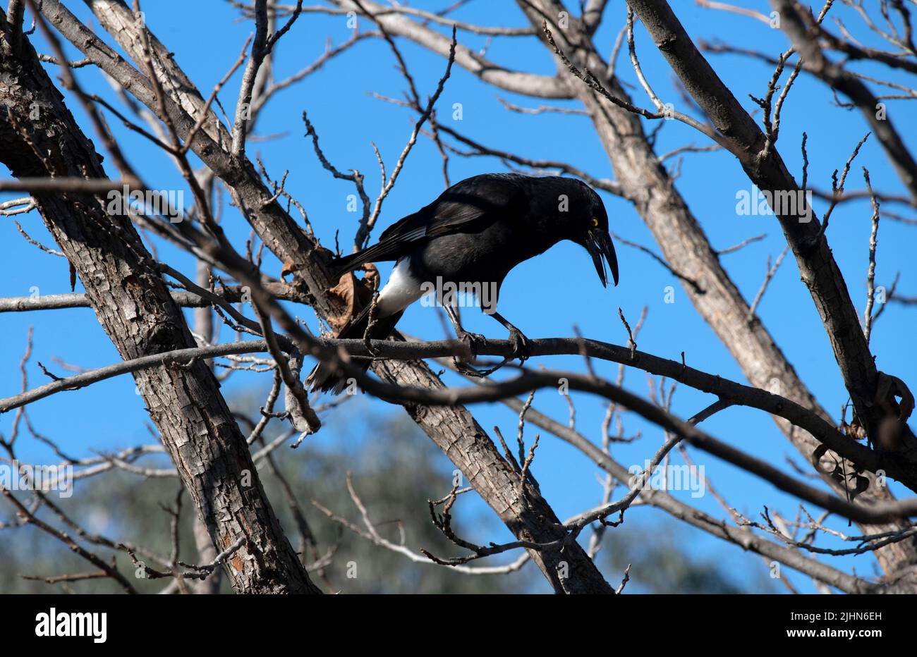 Australian bird eating fruit on tree hi-res stock photography and images - Alamy