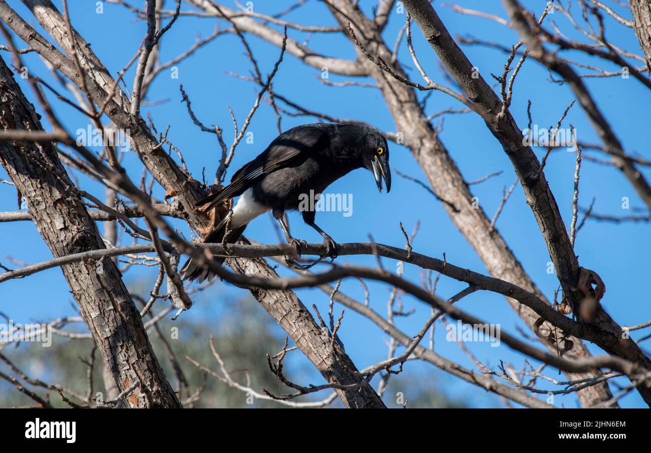 Australian bird eating fruit on tree hi-res stock photography and ...