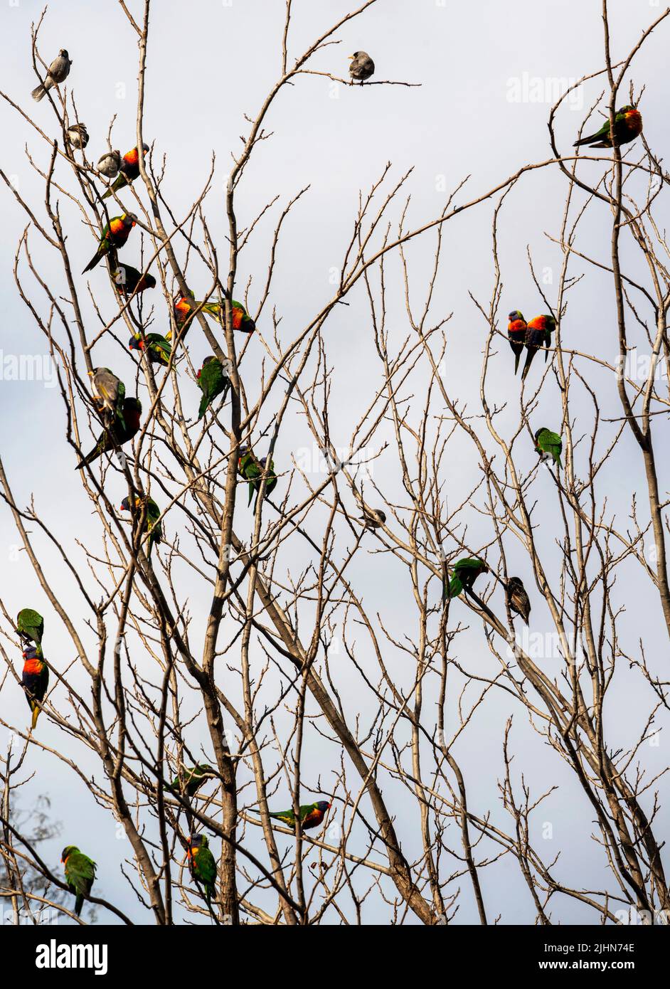 Birds perched on the branch of a tree in Sydney, NSW, Australia (Photo ...