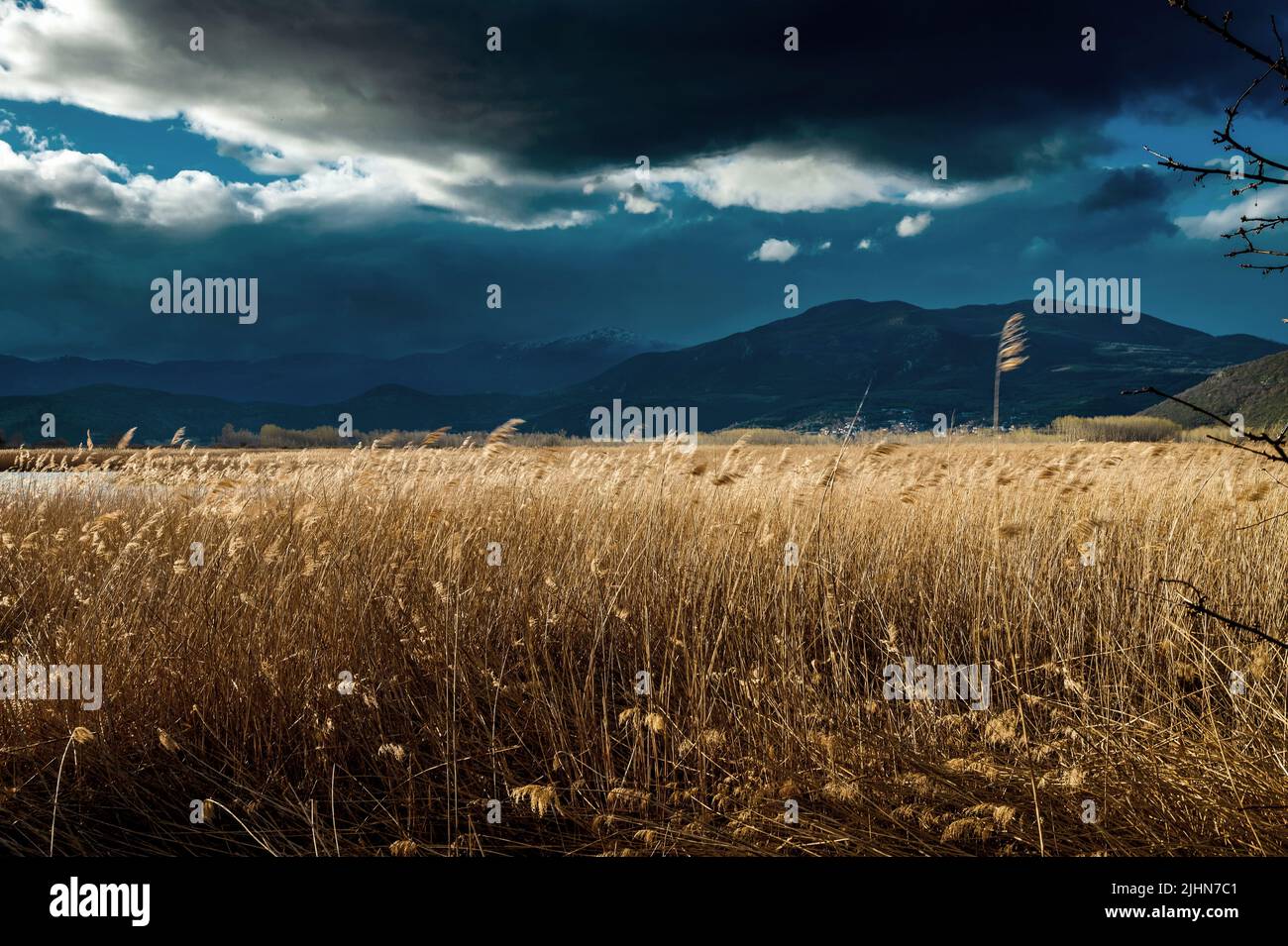 At the wetland of Agra-Vrytta-Nissi lake, Pella, Macedonia, Greece ...