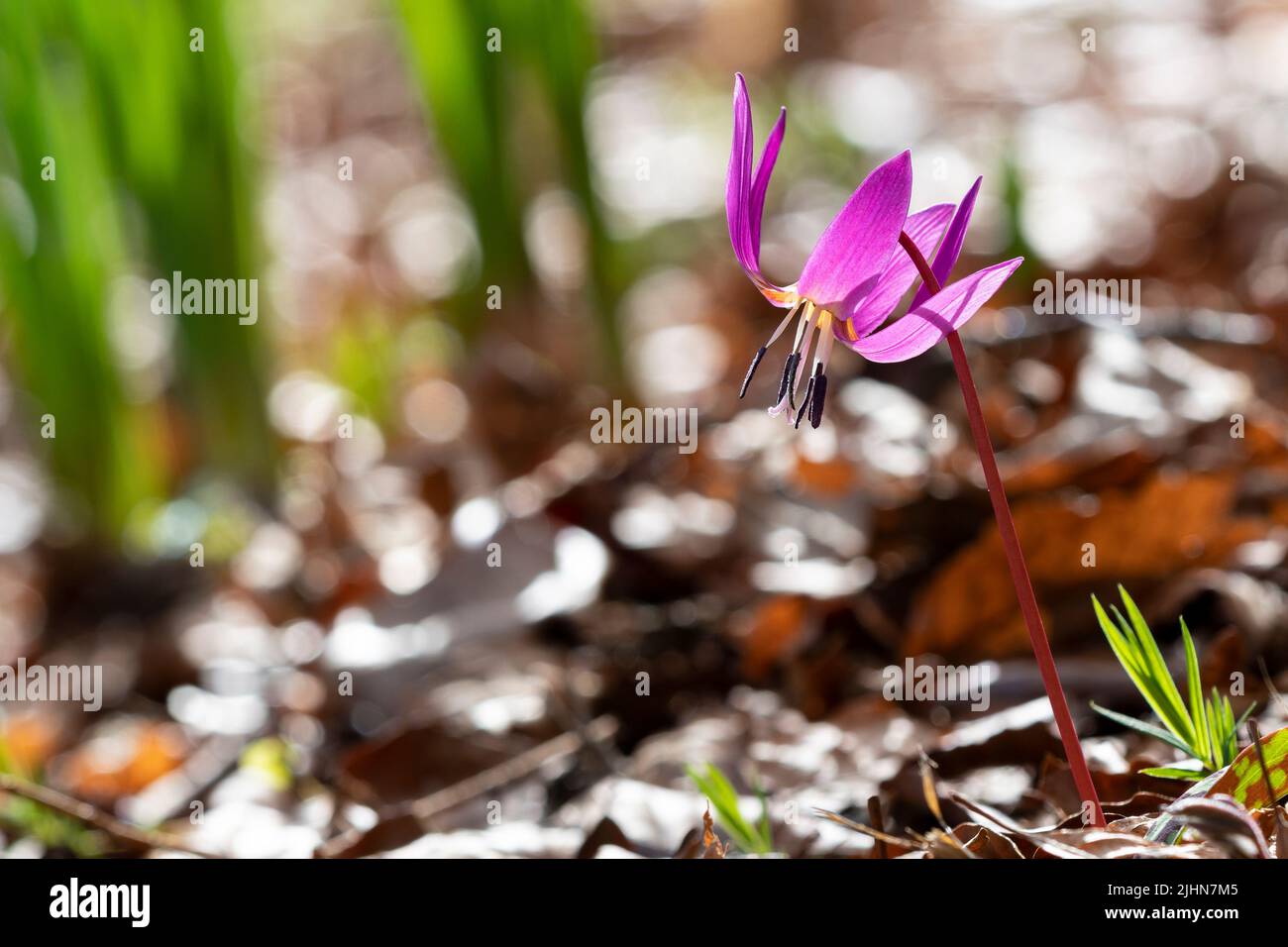 Flor de diente de perro hi-res stock photography and images - Alamy