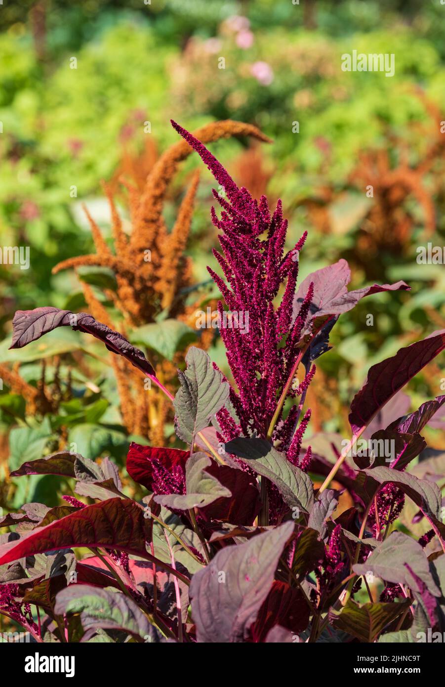 Colourful amaranthus flowers blooming in the height of the summer ...
