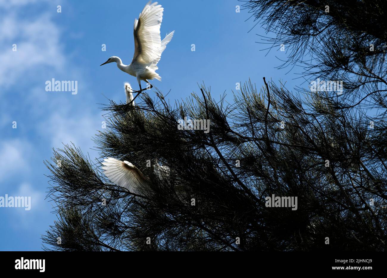 Young Egrets (Ardea alba) perching on a tree in Sydney, NSW, Australia ...