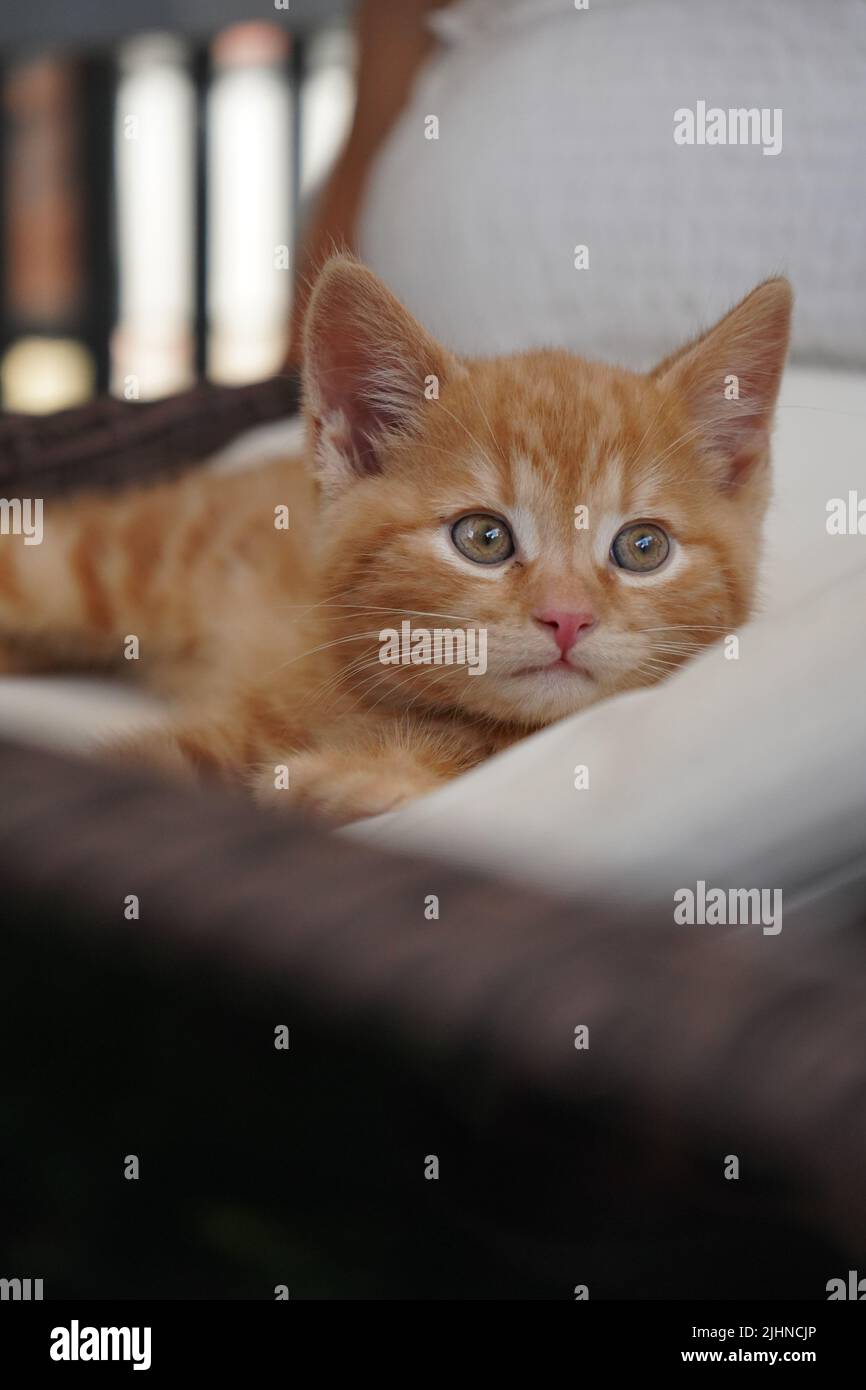 Stunning Kitten (Ginger Stock Photo - Alamy