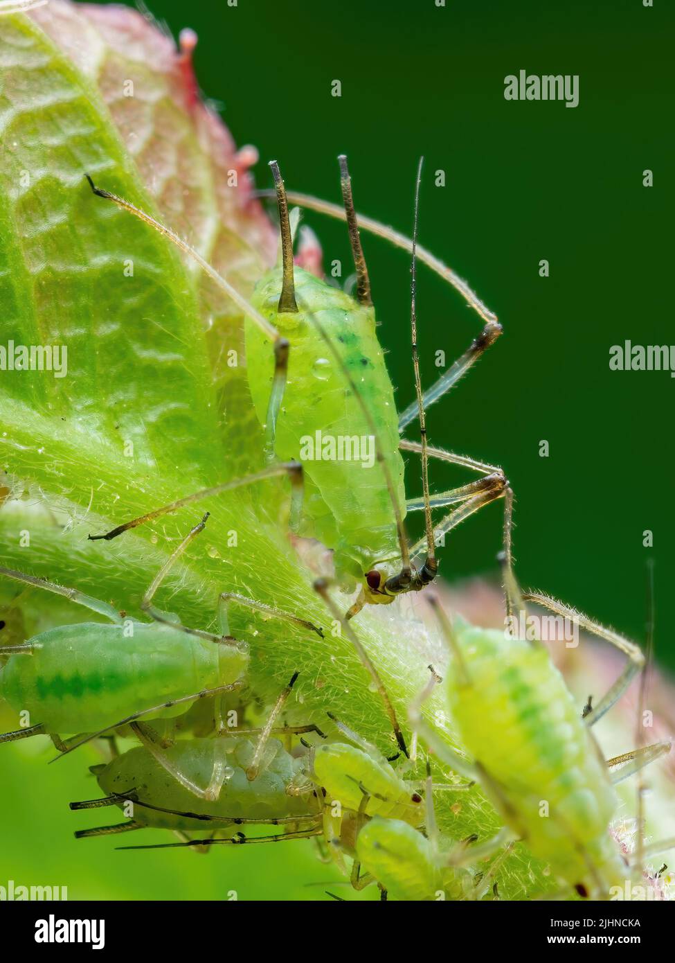 Aphid Colony Close-up. Greenfly or Green Aphid Garden Parasite Insect ...