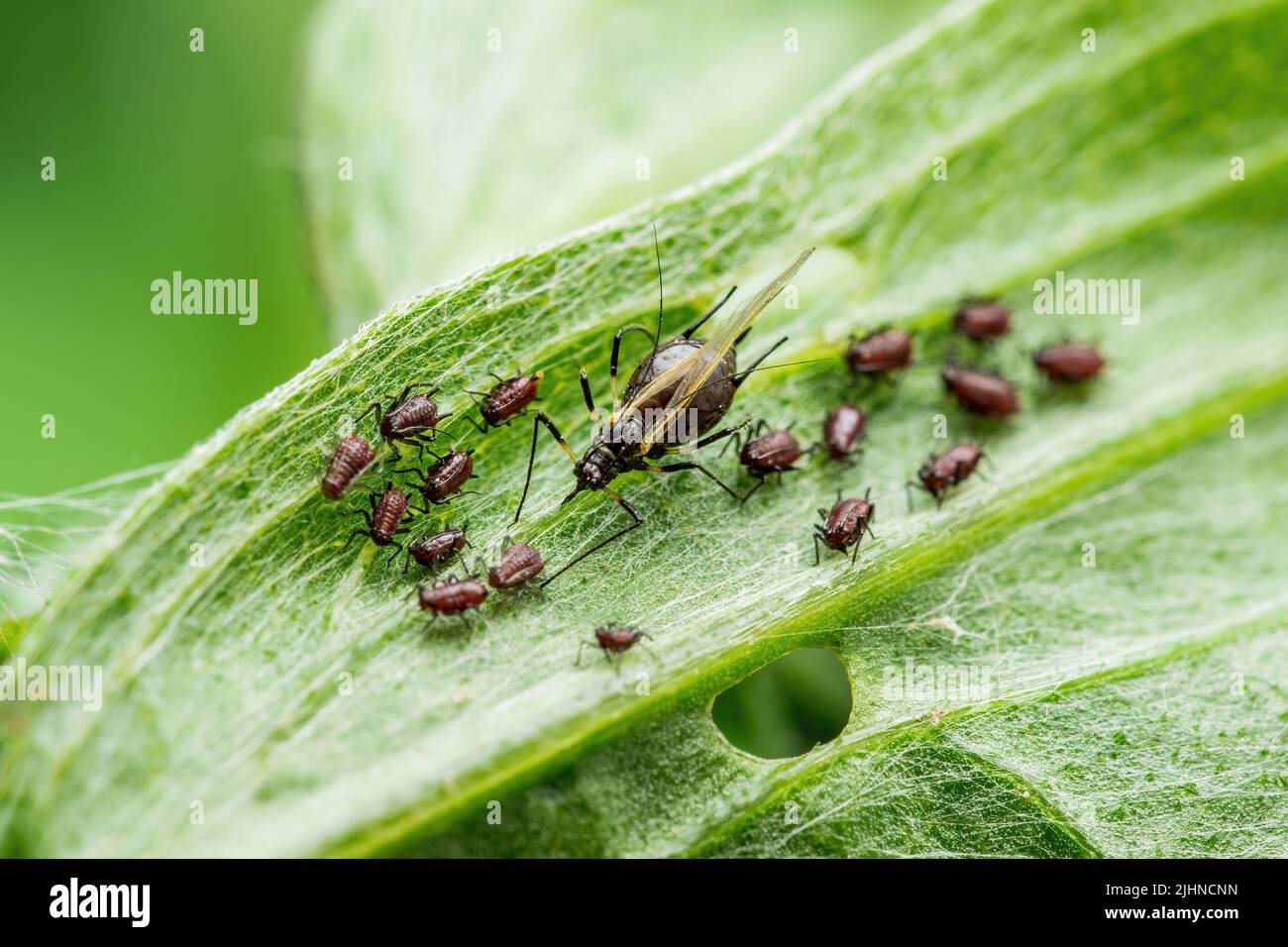 Black Bean Aphid Colony Close-up. Blackfly or Aphis Fabae Garden ...