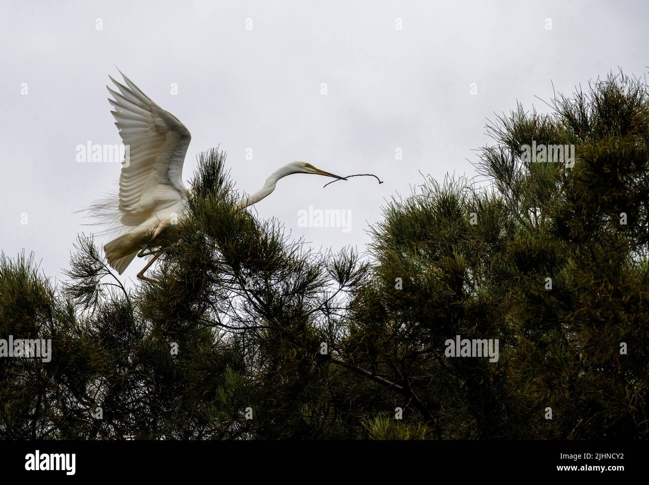 An Egret (Ardea alba) collecting nesting material on a tree in Sydney ...