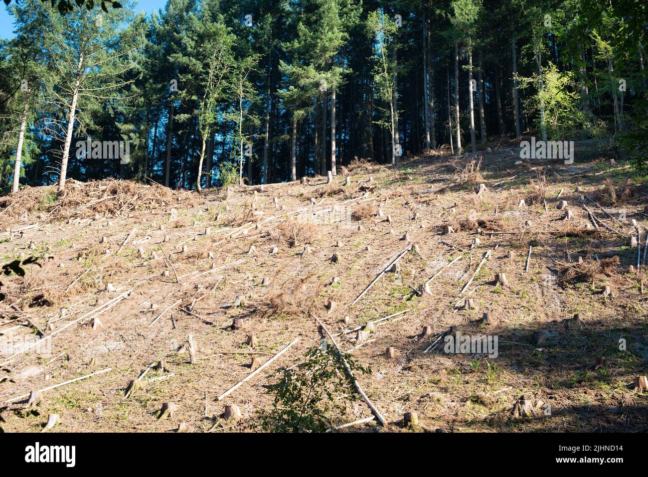 Forest in Germany, cut down trees, dried out ground after heat wave in ...