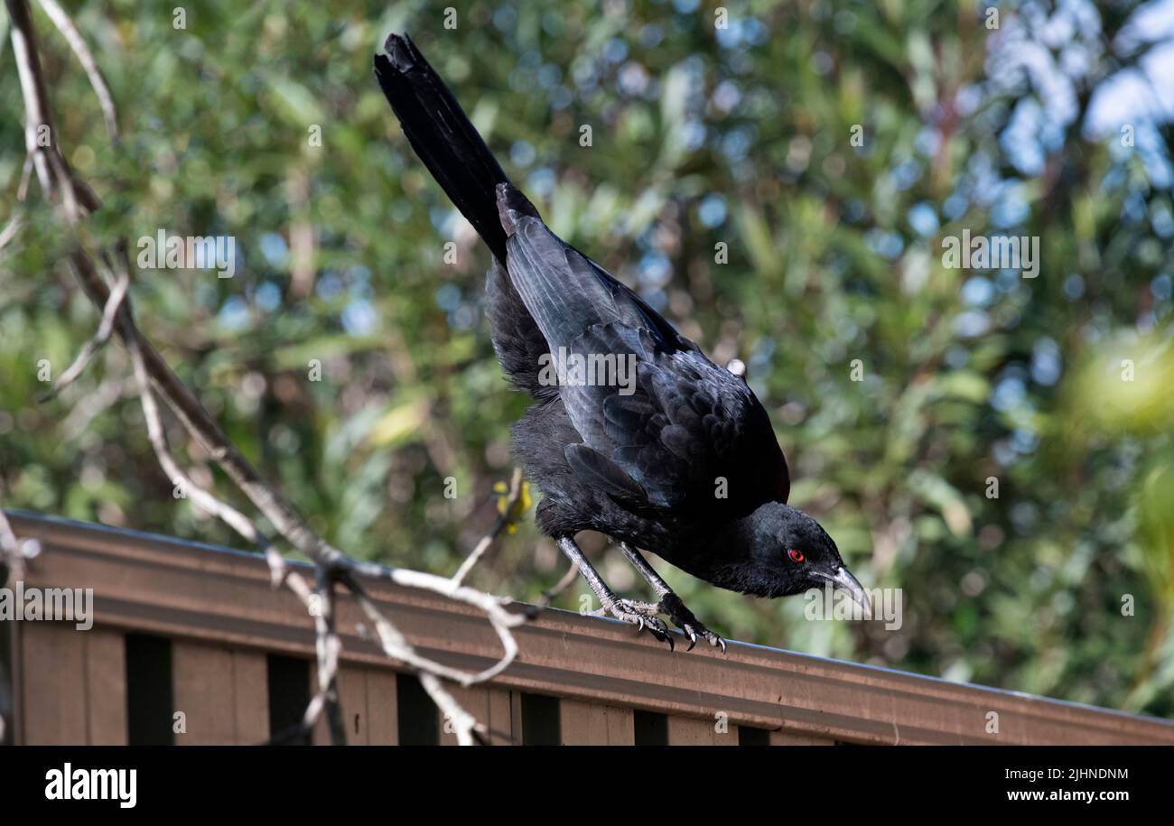 Australian winged wildlife hi-res stock photography and images - Alamy