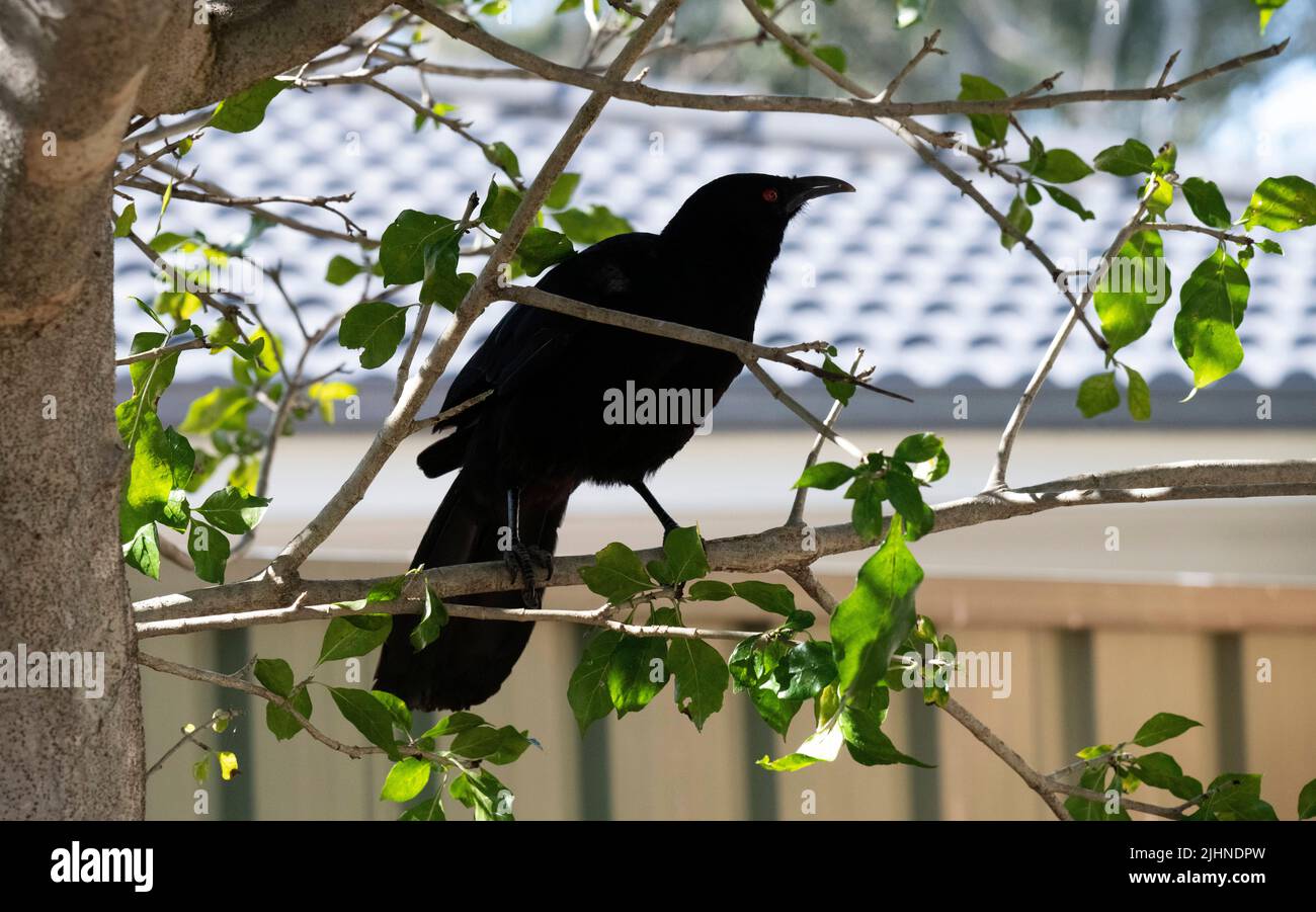 A White-winged chough (Corcorax melanorhamphos) perched on the branch ...