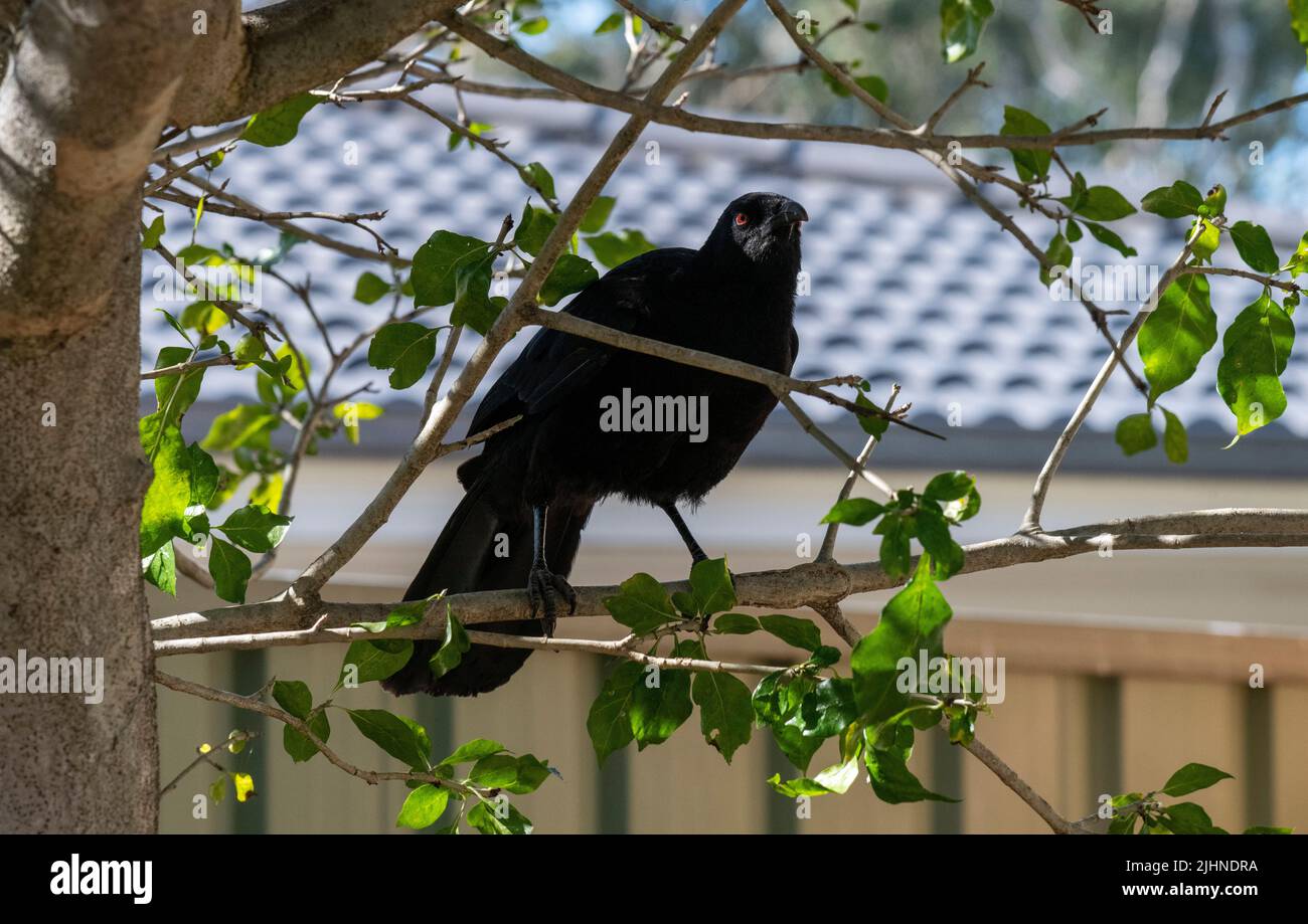 A White-winged chough (Corcorax melanorhamphos) perched on the branch ...