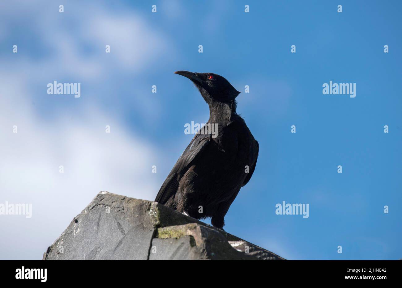Australian winged wildlife hi-res stock photography and images - Alamy