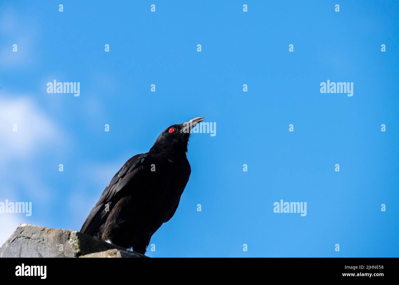 A White-winged chough (Corcorax melanorhamphos) perched on a rock in ...