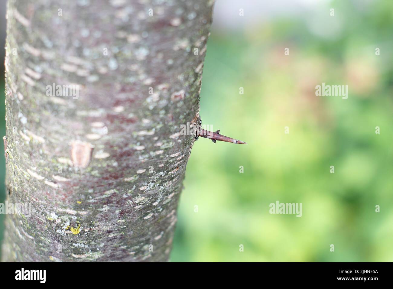 Sharp thorns on tree branches Stock Photo - Alamy