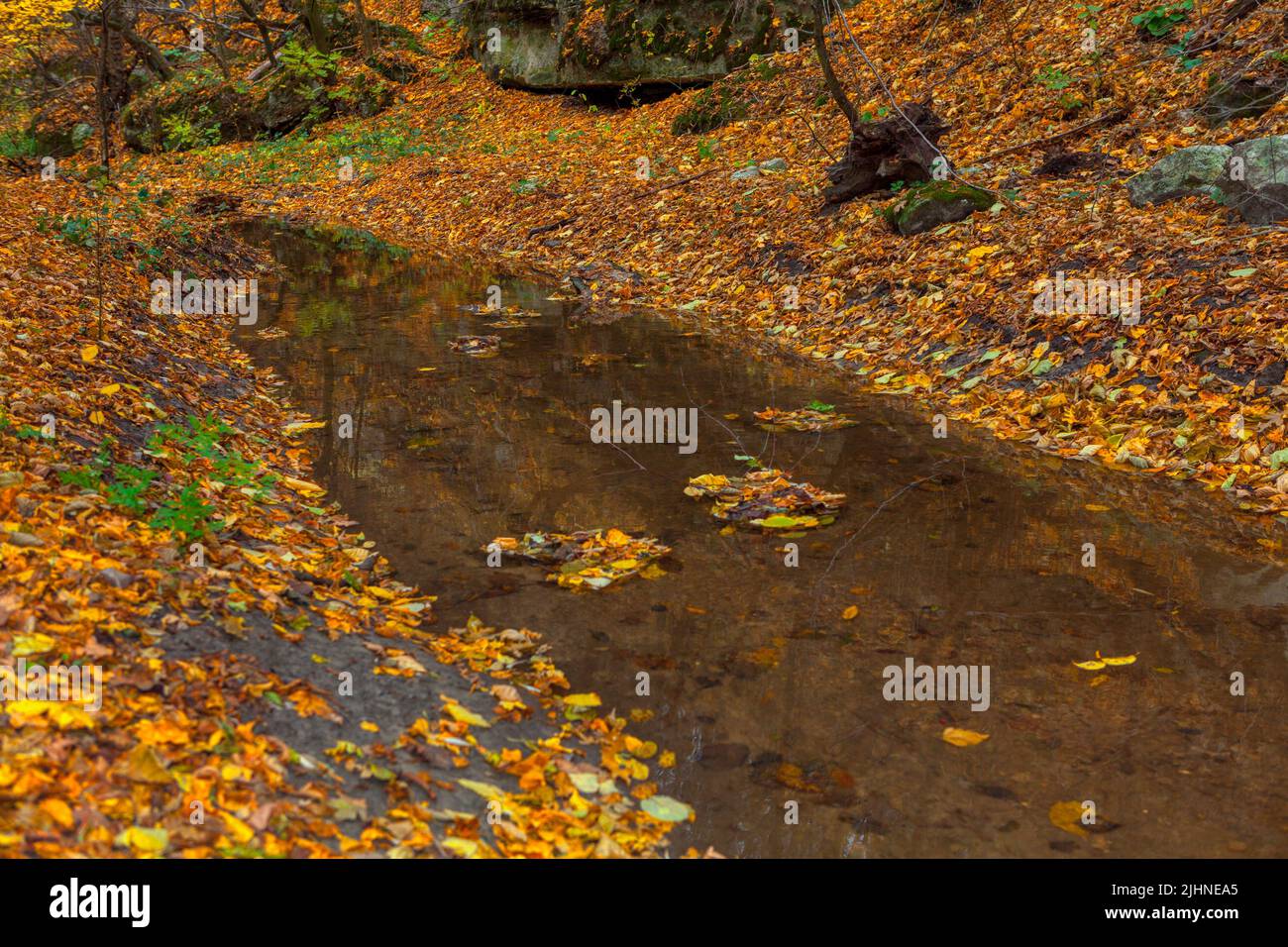 Rough bark standing hi-res stock photography and images - Alamy