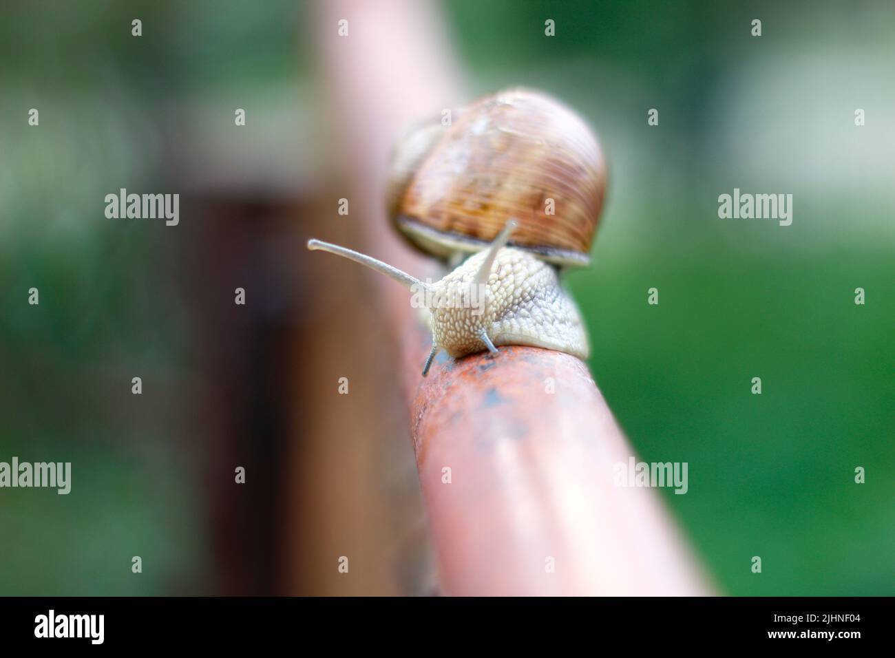 Big snail on a metal pipe Stock Photo - Alamy