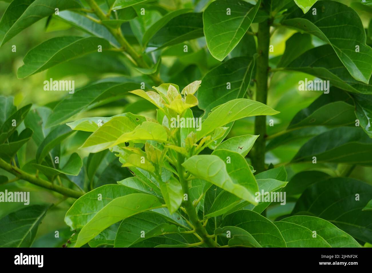 Green young avocado (Persea americana, avocado pear, alligator pear ...