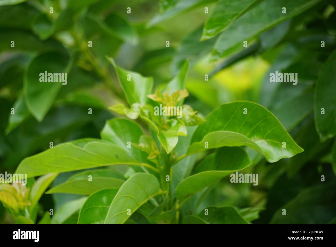 Green young avocado (Persea americana, avocado pear, alligator pear ...