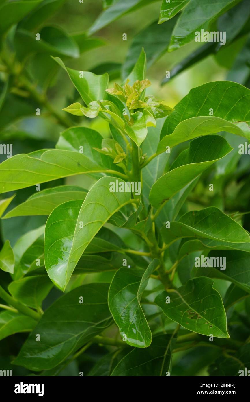 Green young avocado (Persea americana, avocado pear, alligator pear ...