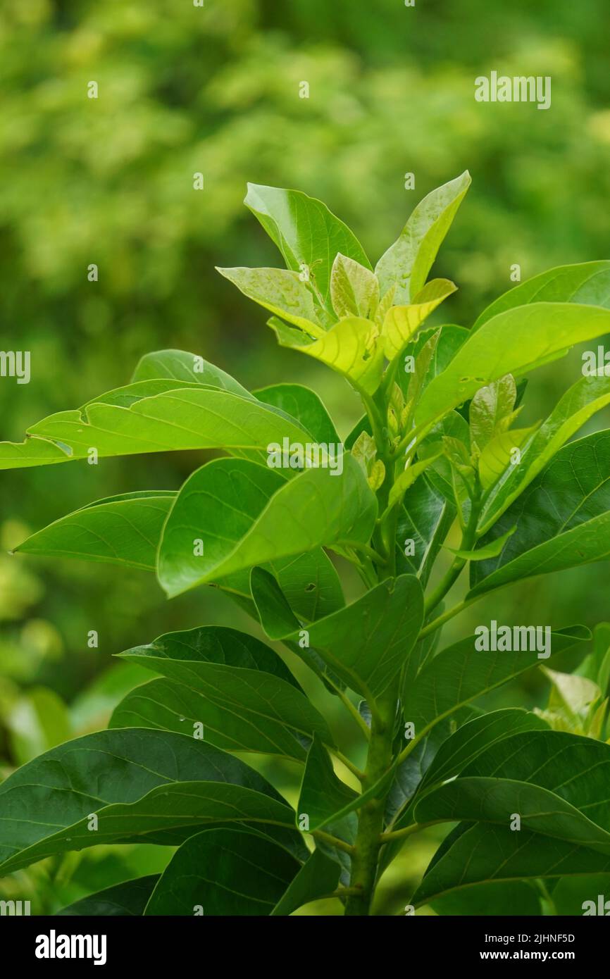 Green young avocado (Persea americana, avocado pear, alligator pear ...