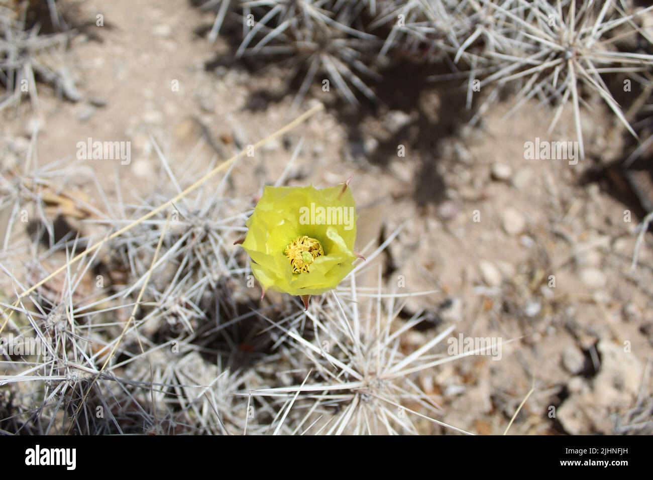 Single Graham's club cholla bloom at Big Bend National Park in Texas ...